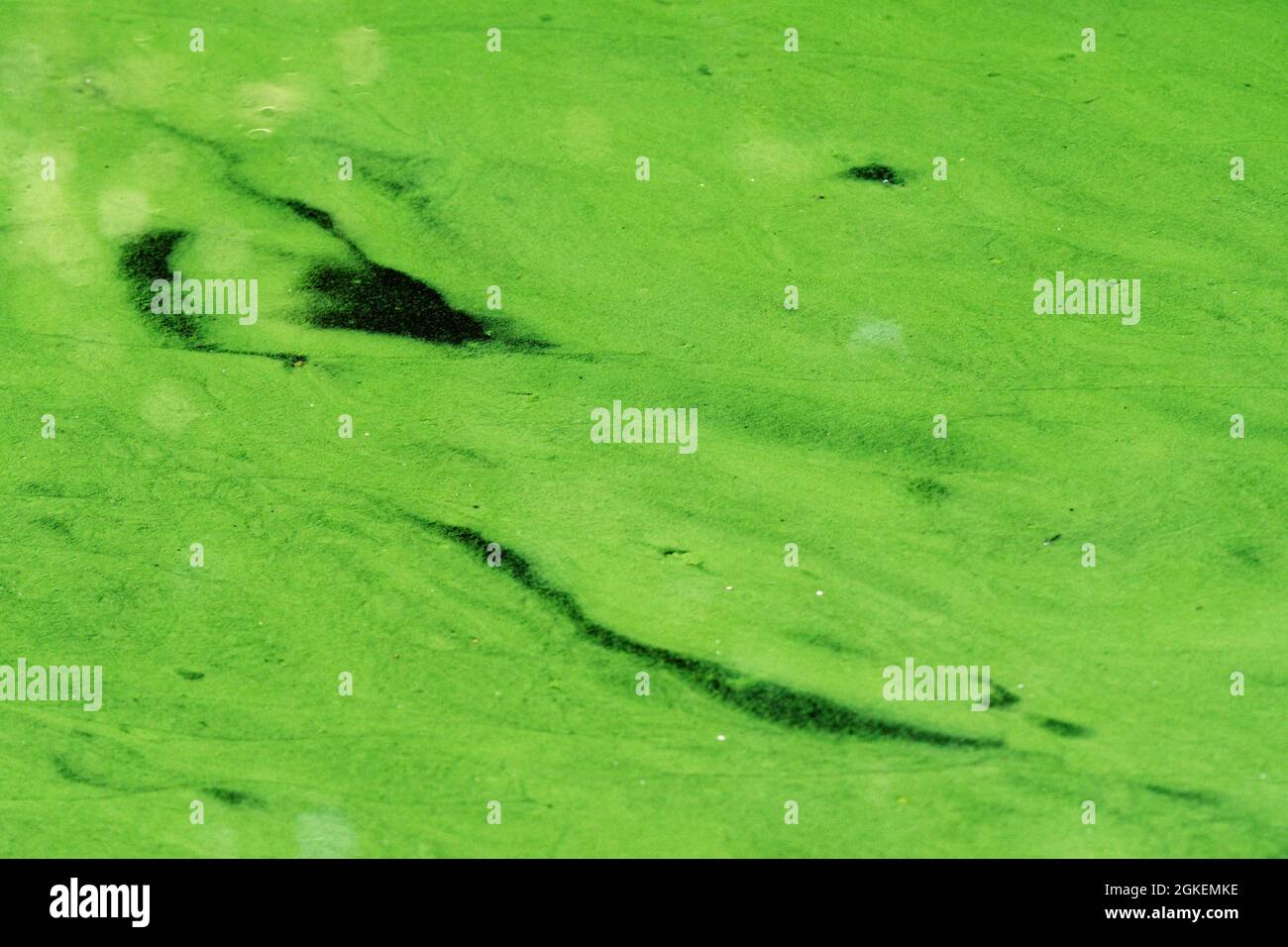 Carpet of algae on water surface, nature parc Schwalm-Nette, Nettetal ...