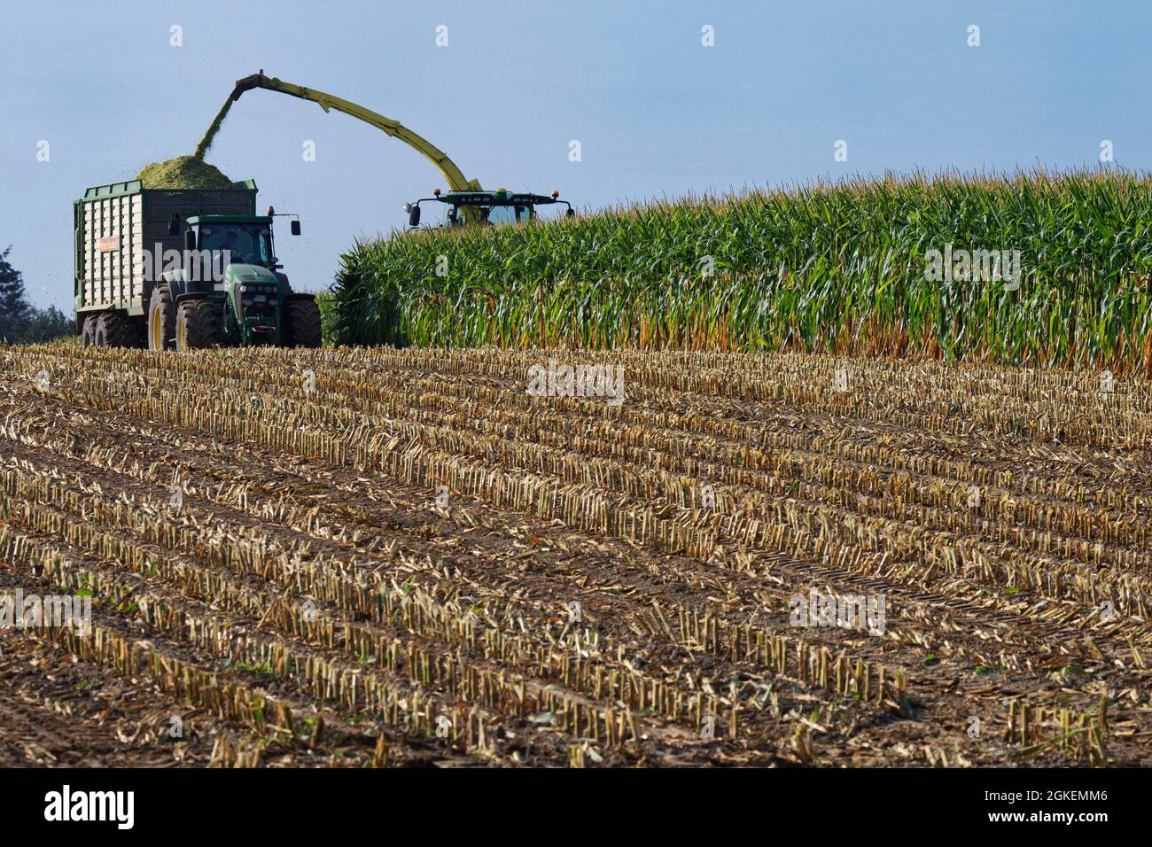Mechanical maize harvest, Kempen, NRW, Germany Stock Photo - Alamy