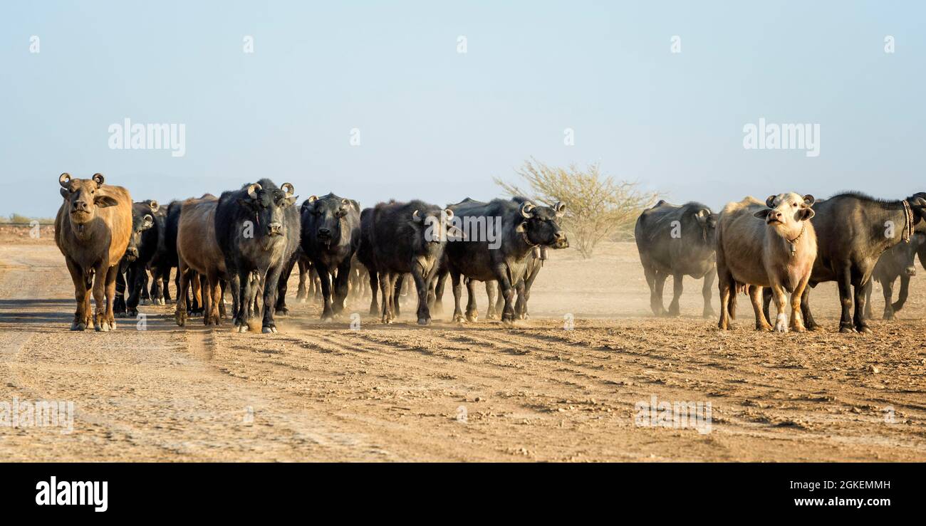 Animals of gujarat animals of kutch animals hi-res stock photography ...