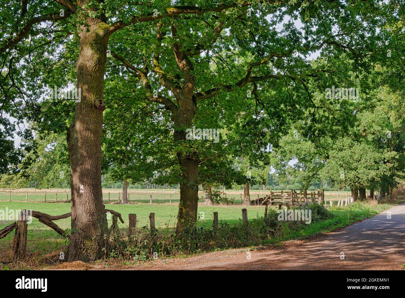 Common oaks (Quercus robur) at the wayside, Rheurdt, NRW, Germany Stock ...