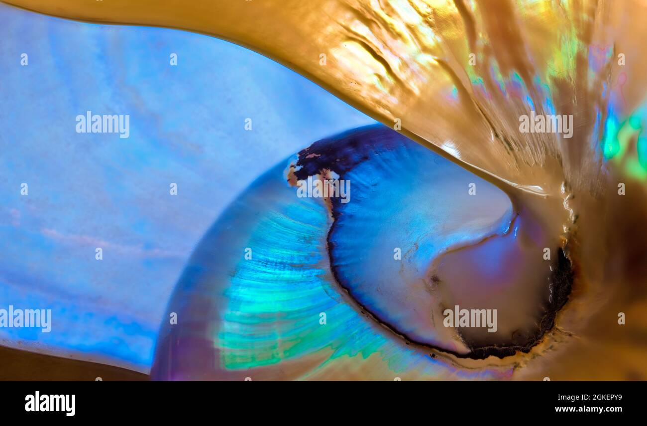 Nautile hi-res stock photography and images - Alamy