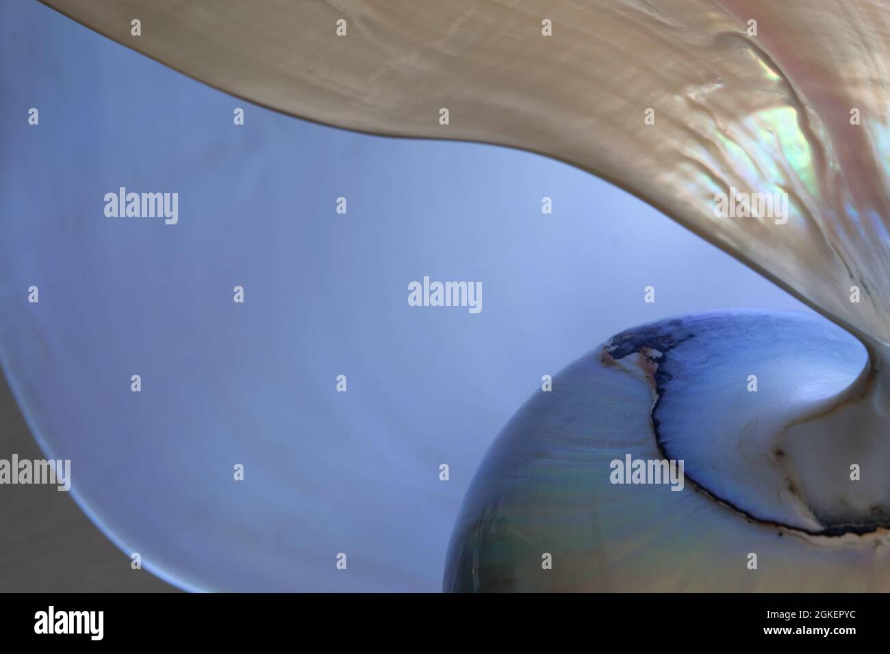 Nautile hi-res stock photography and images - Alamy