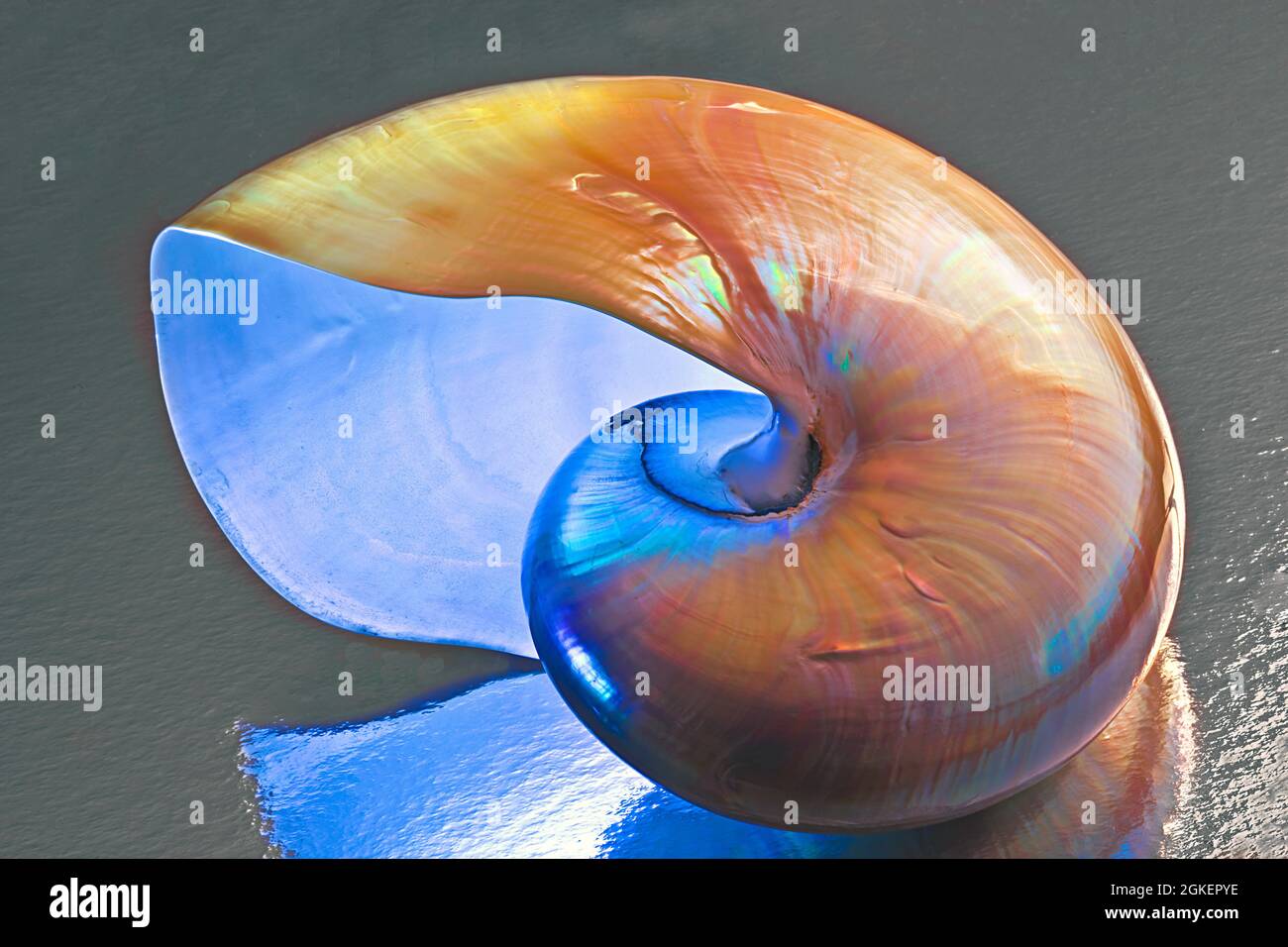 Nautile hi-res stock photography and images - Alamy