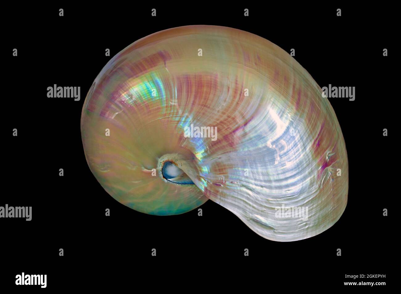 Nacre shell hi-res stock photography and images - Alamy