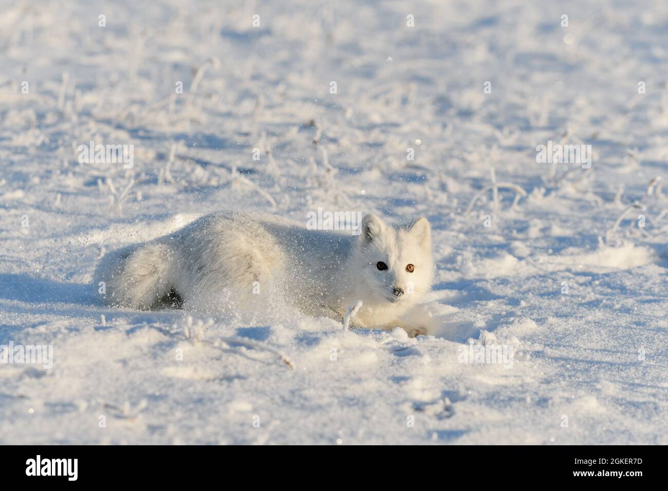 Baby Arctic Fox Tundra