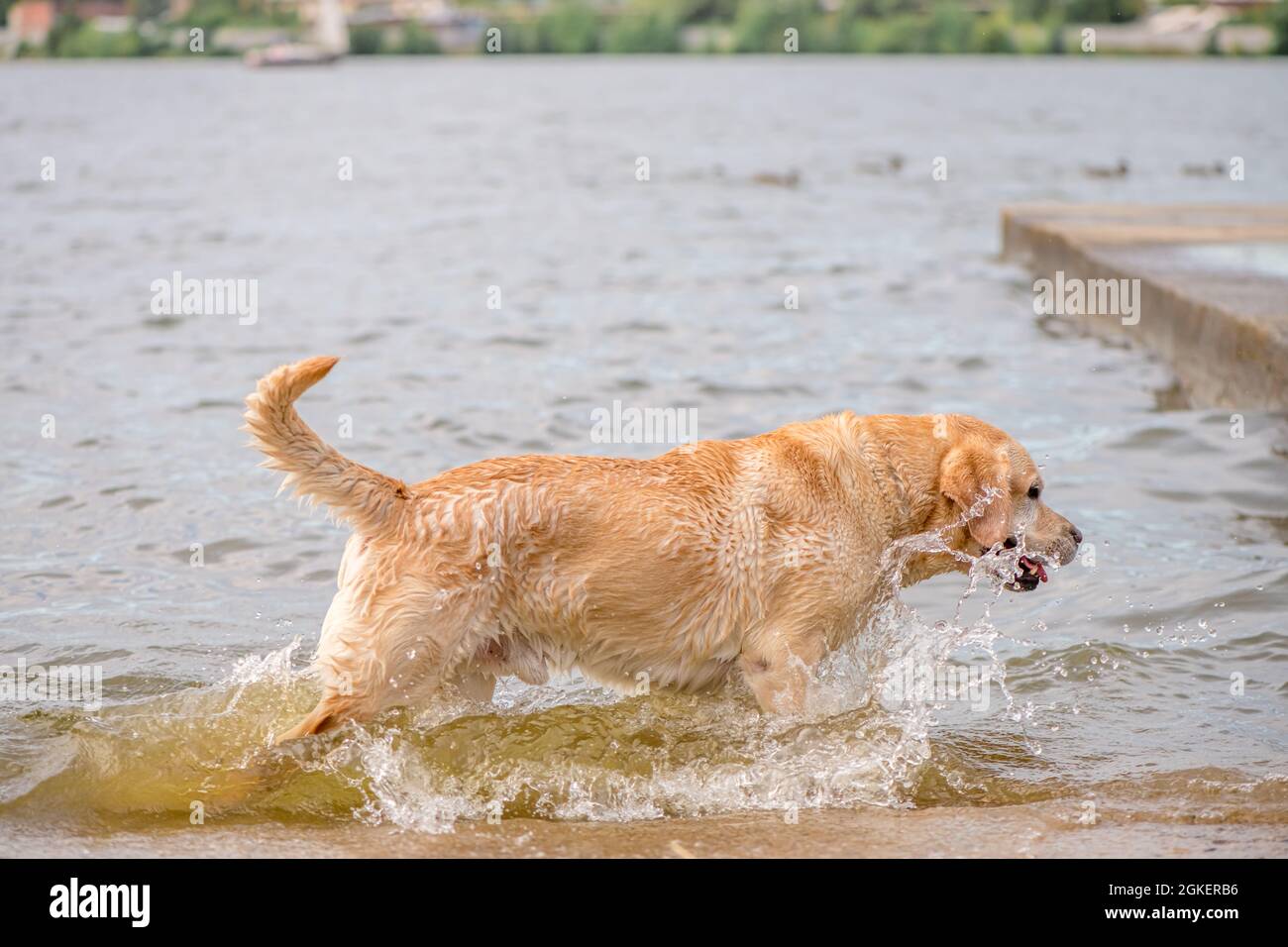 Labrador swims hi-res stock photography and images - Alamy