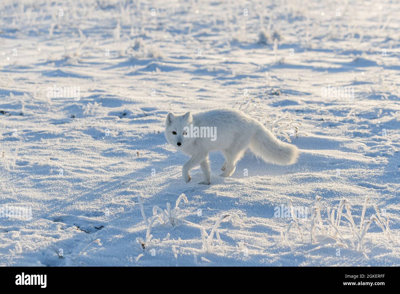 Wild arctic fox (Vulpes Lagopus) in tundra in winter time. White arctic ...