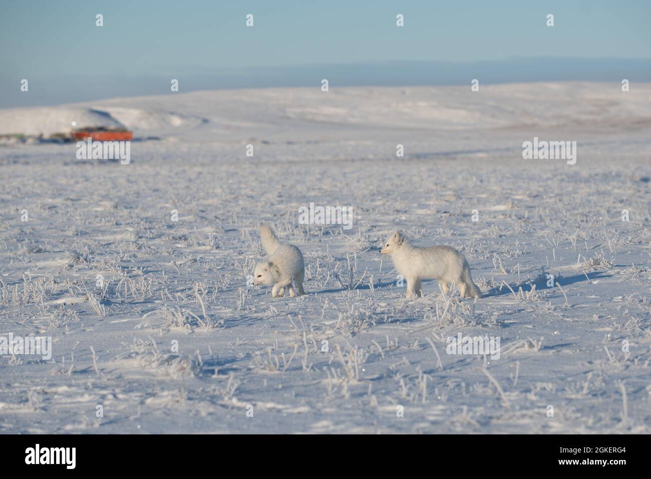 Two arctic foxes (Vulpes Lagopus) in wilde tundra. Arctic fox playing ...