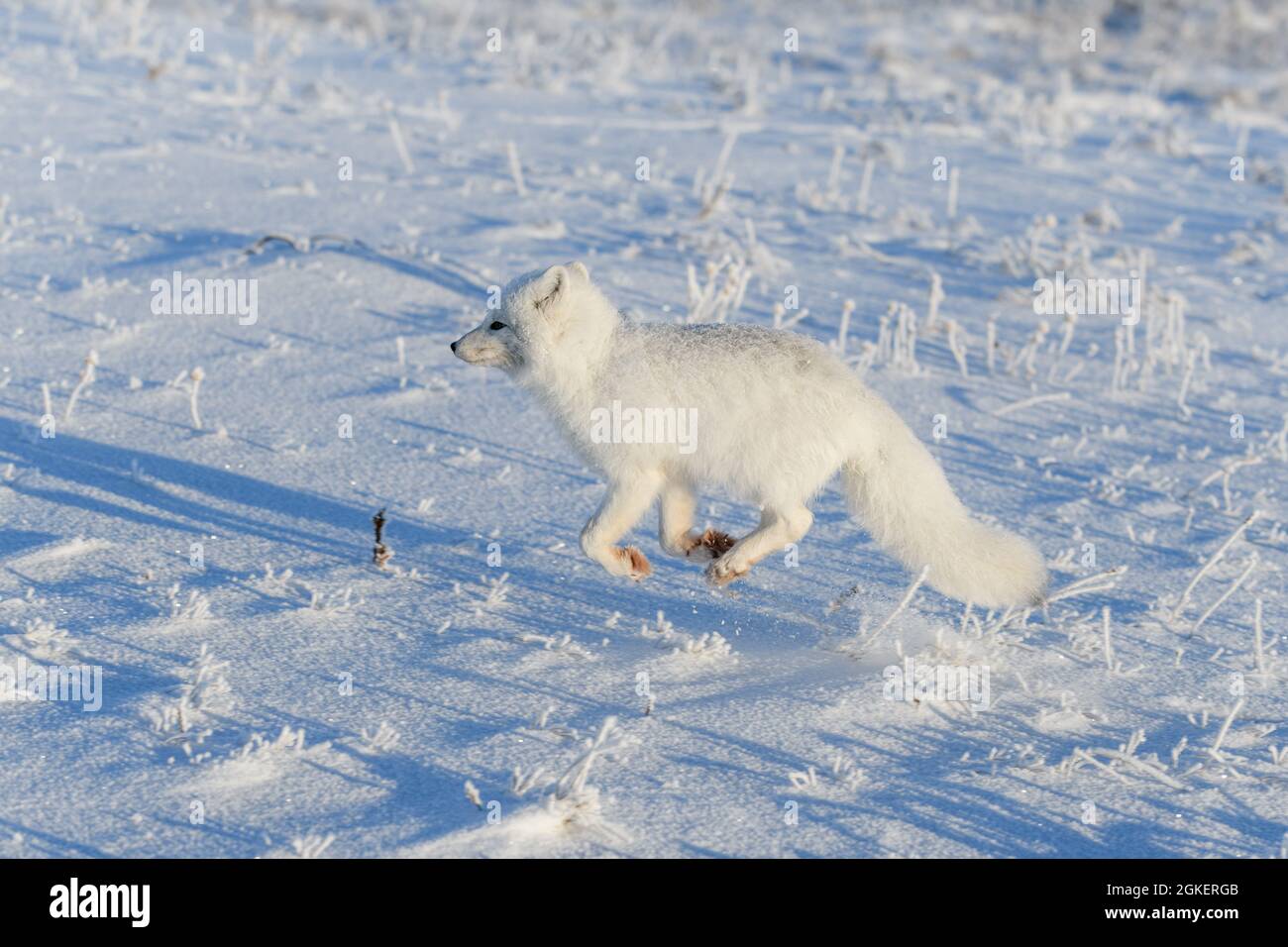 Wild arctic fox (Vulpes Lagopus) in tundra in winter time. White arctic ...