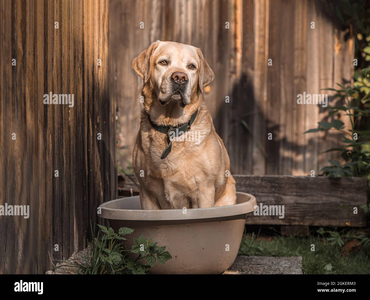 adorable fawn Labrador in a bath of water outdoors in the rays of the ...