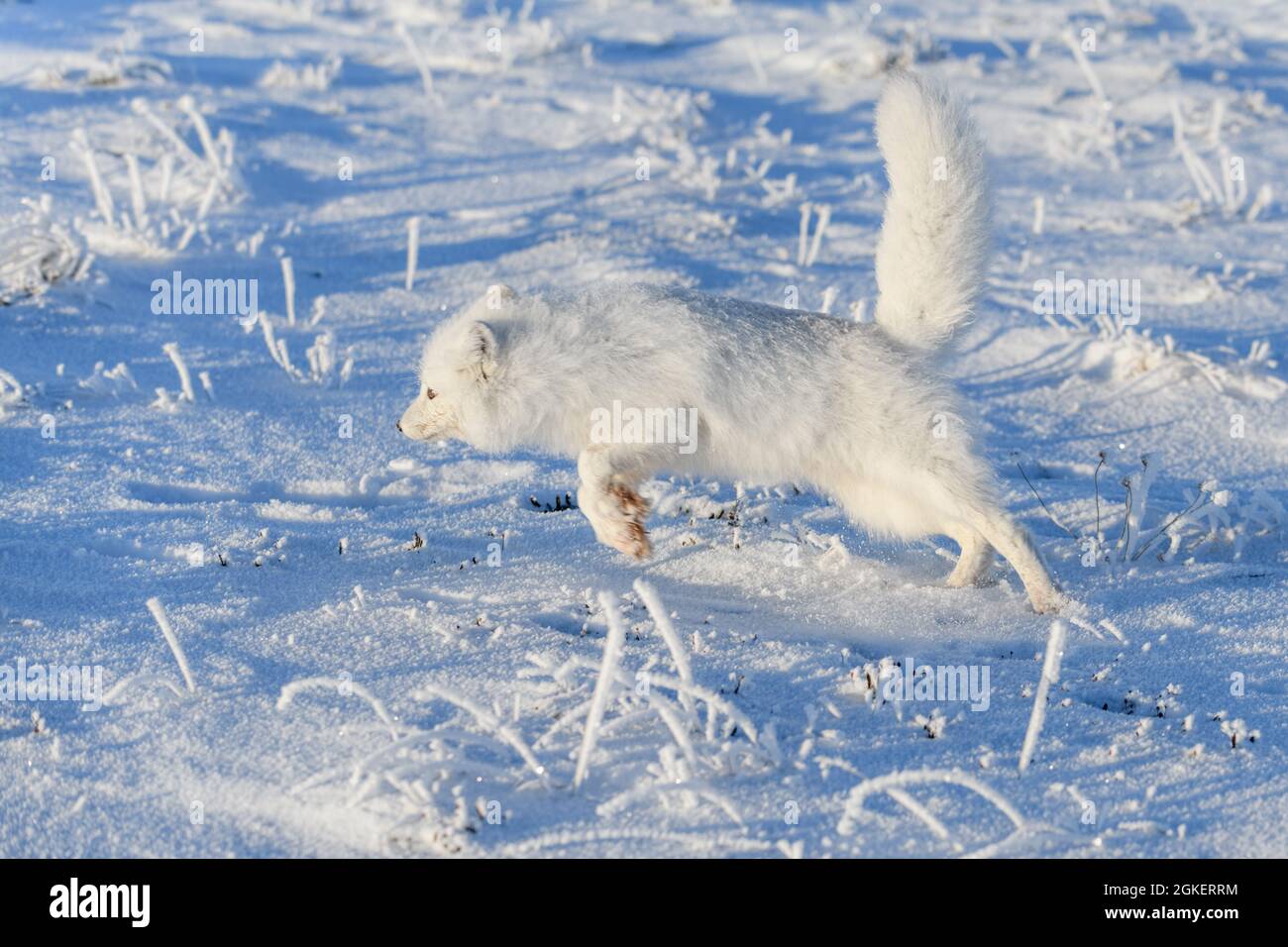 Wild arctic fox (Vulpes Lagopus) in tundra in winter time. White arctic ...