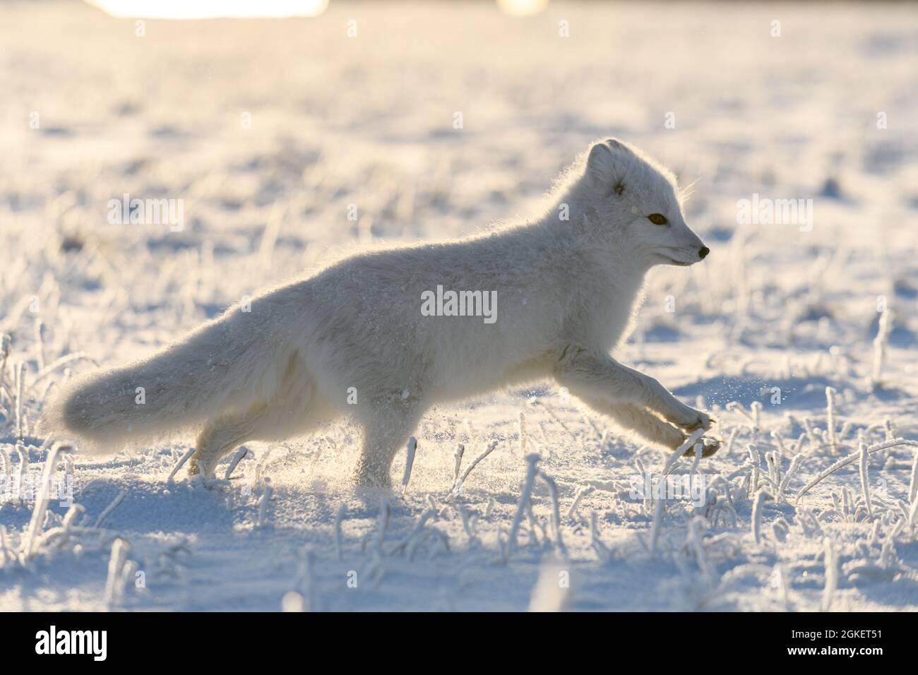 Wild arctic fox (Vulpes Lagopus) in tundra in winter time. White arctic ...
