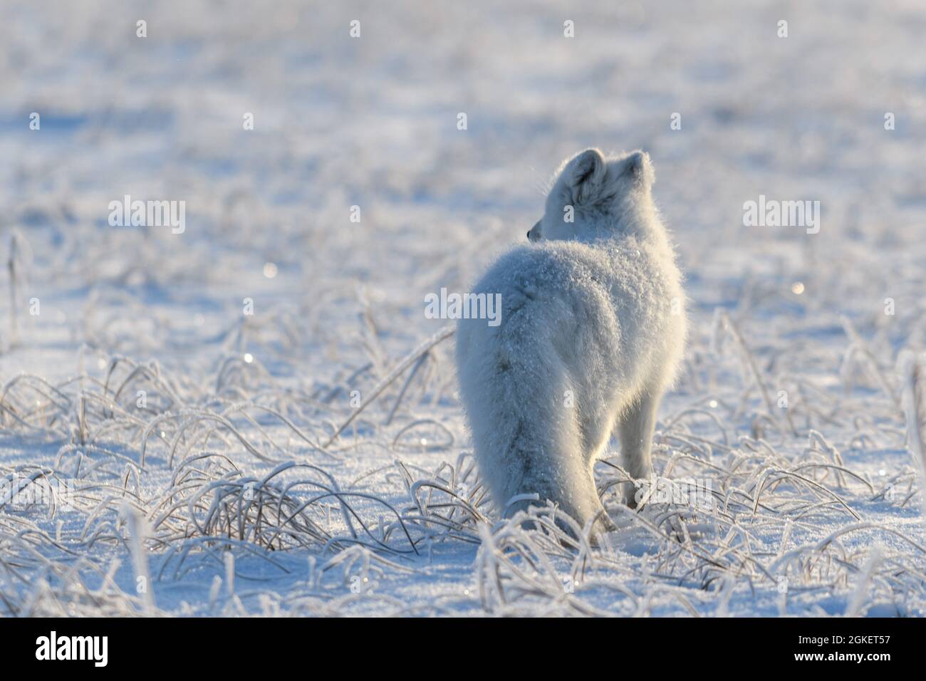 Wild arctic fox (Vulpes Lagopus) in tundra in winter time. White arctic ...