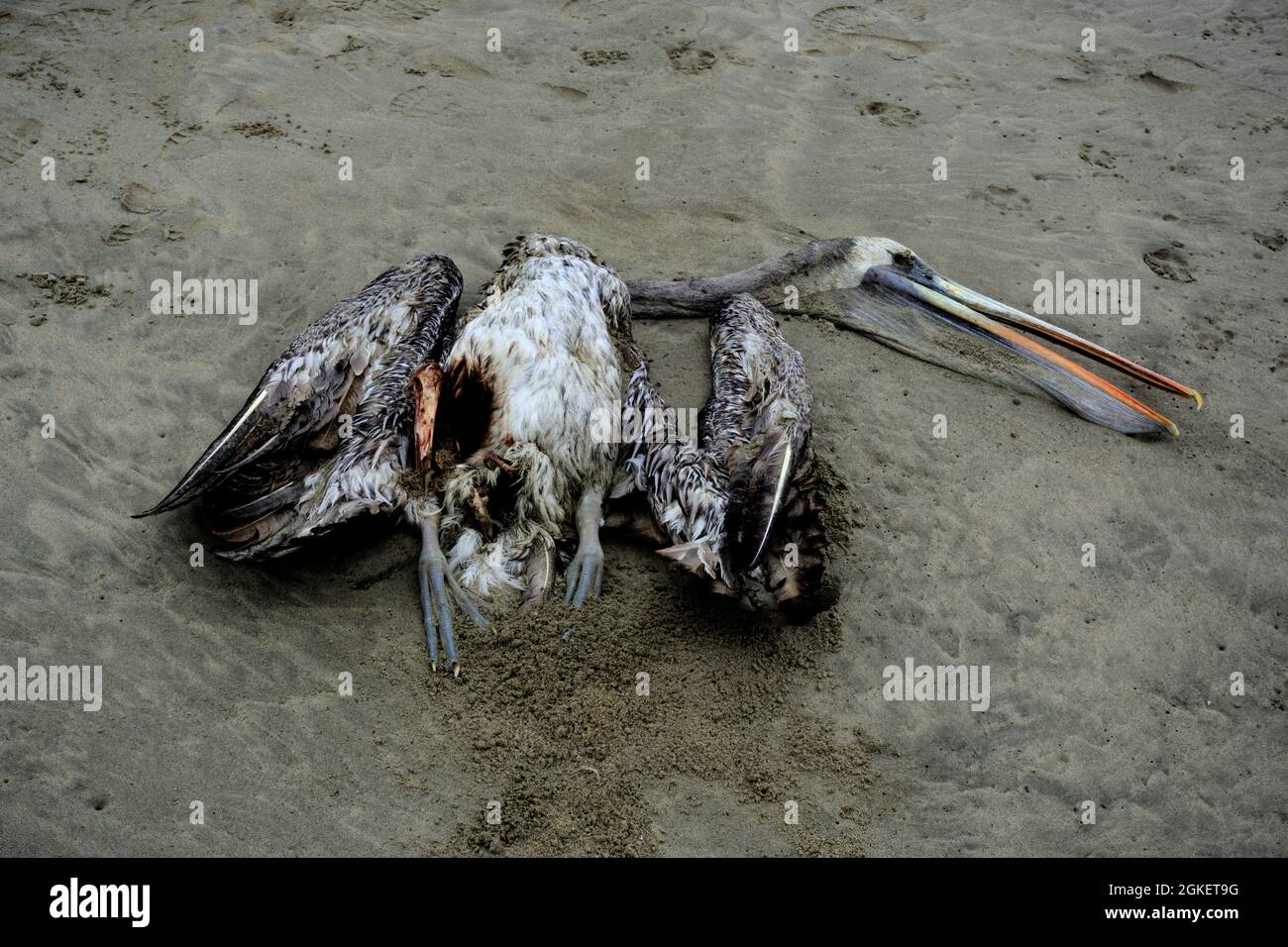 El Dorado, Peru - July 30, 2021: Dead and decomposing pelican on beach ...