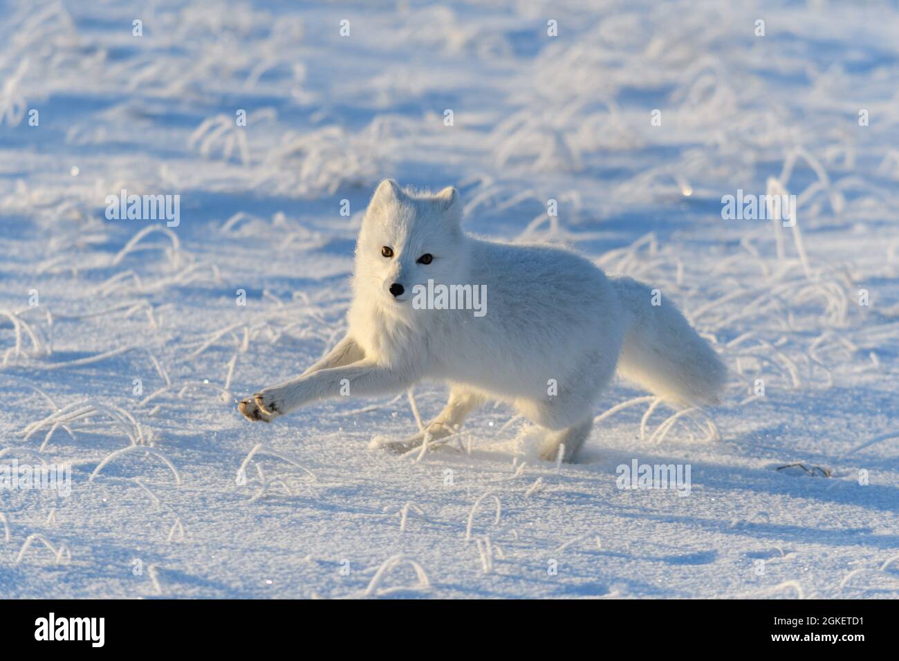 Wild arctic fox (Vulpes Lagopus) in tundra in winter time. White arctic ...