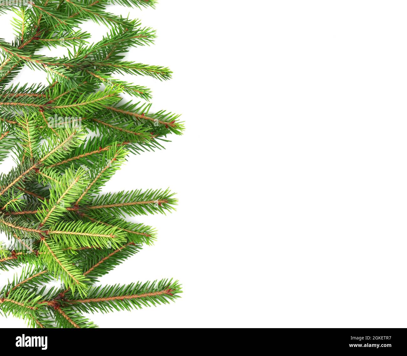 Branches of fir tree on white background Stock Photo - Alamy