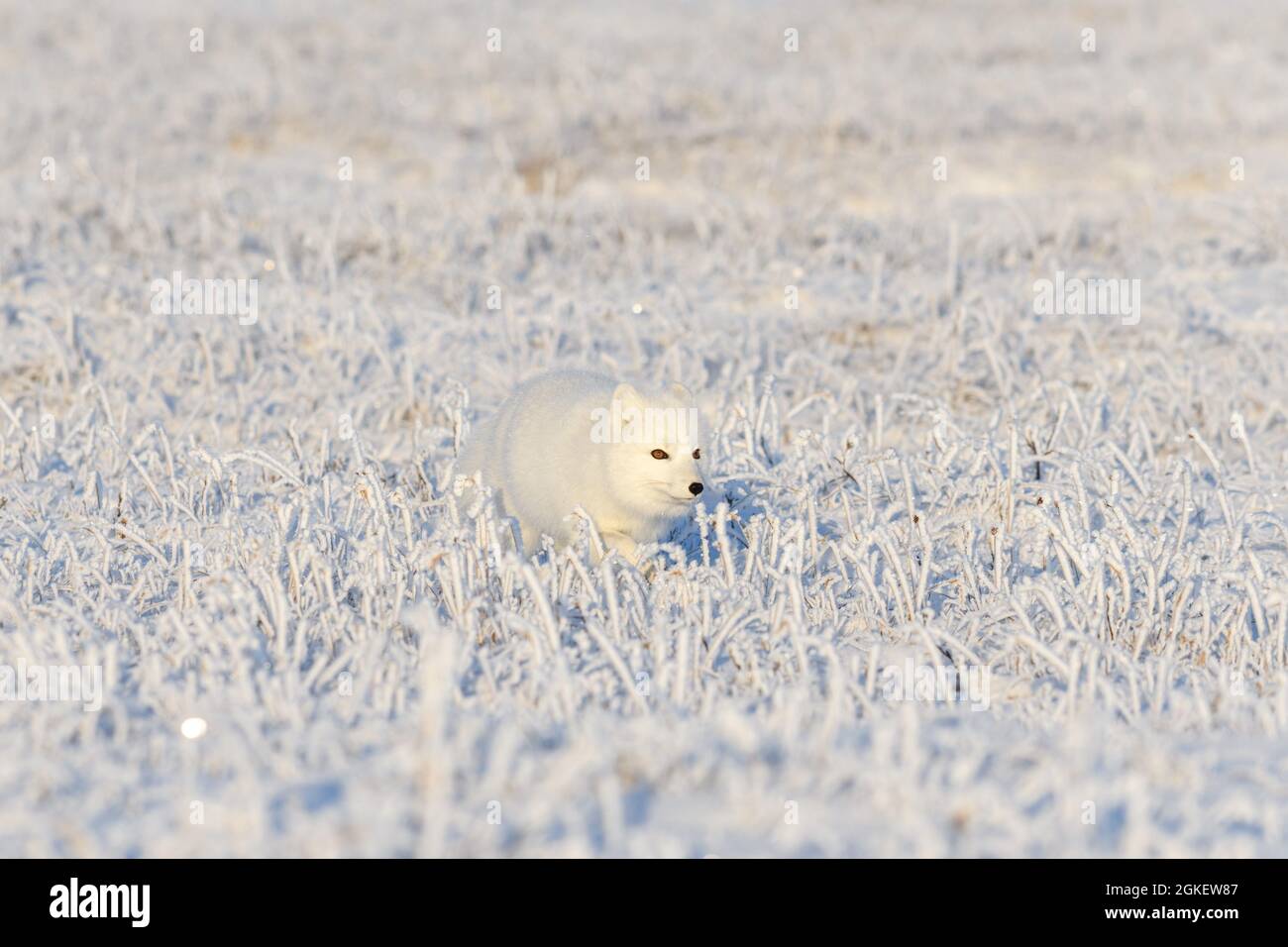 Wild arctic fox (Vulpes Lagopus) in tundra in winter time. White arctic ...
