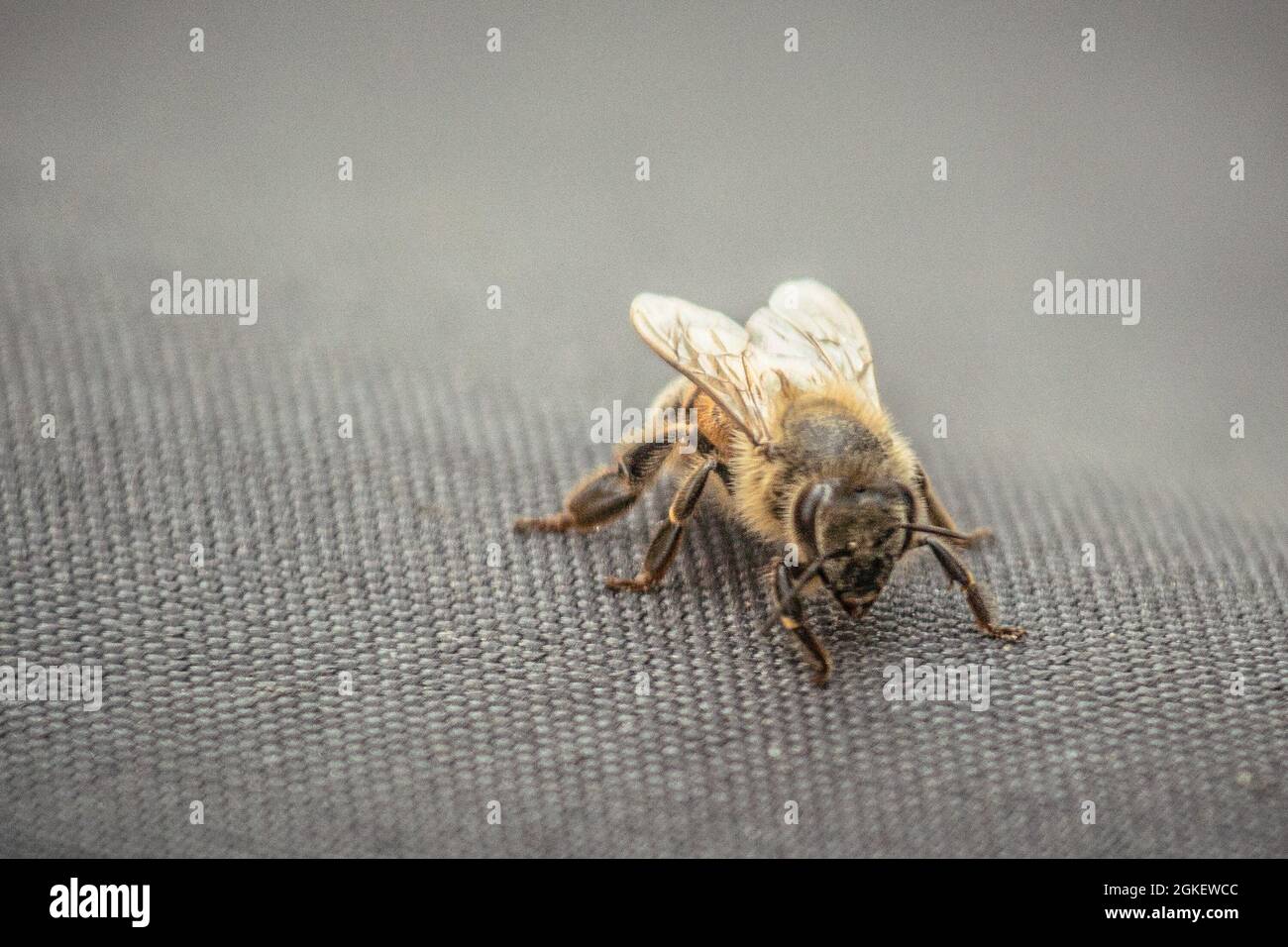 Honey bee on plain charcoal grey cloth, facing camera Stock Photo - Alamy