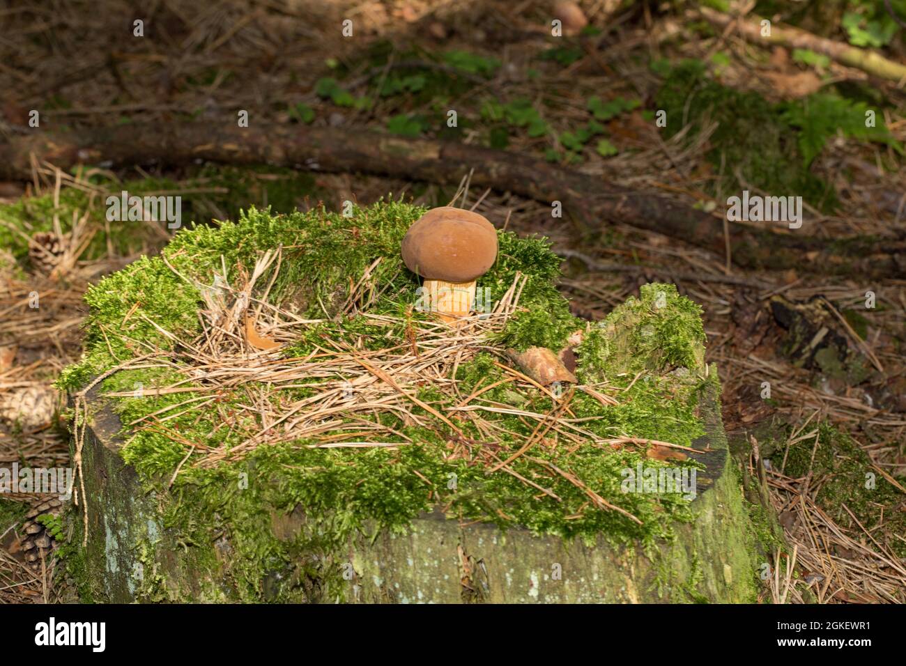 Bay bolete (Imleria badia Stock Photo - Alamy