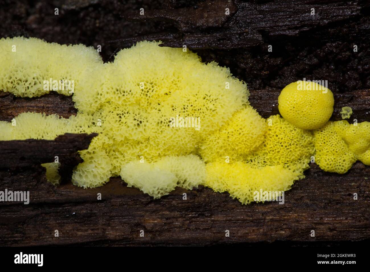 Slime mould (Ceratiomyxa porioides Stock Photo - Alamy