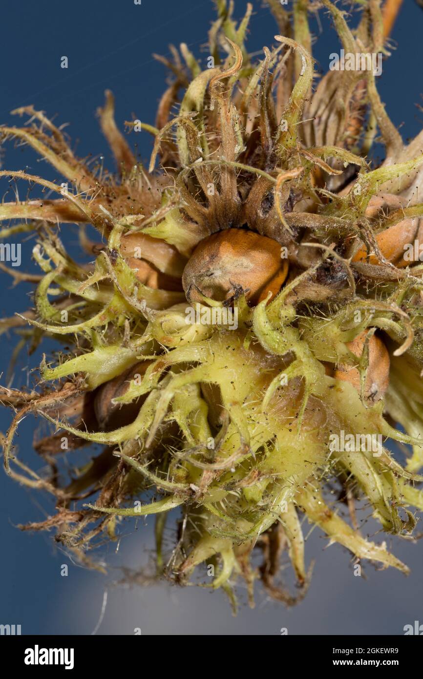 Turkish hazel (Corylus colurna Stock Photo - Alamy