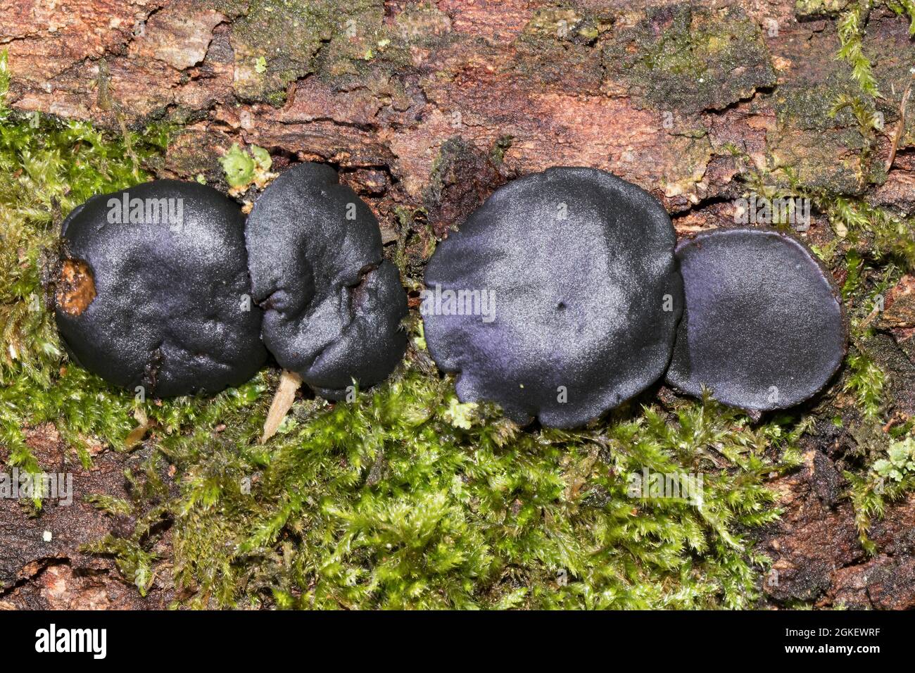 Black bulgar fungus hi-res stock photography and images - Alamy