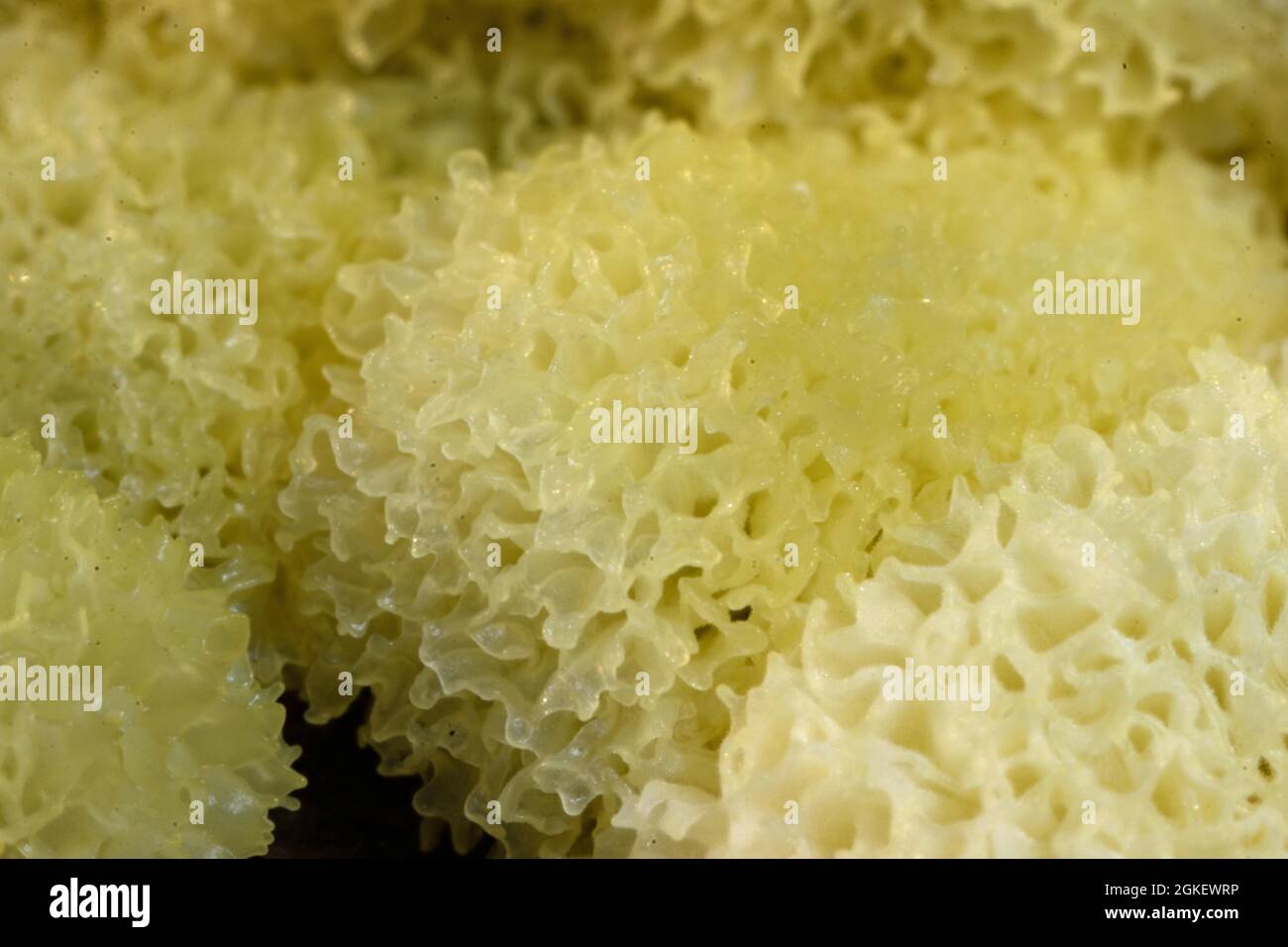 Slime mould (Ceratiomyxa porioides Stock Photo - Alamy