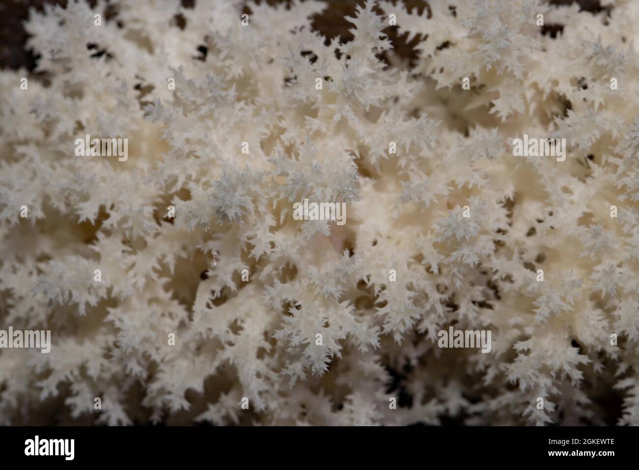 Coral tooth fungus (Hericium coralloides Stock Photo - Alamy