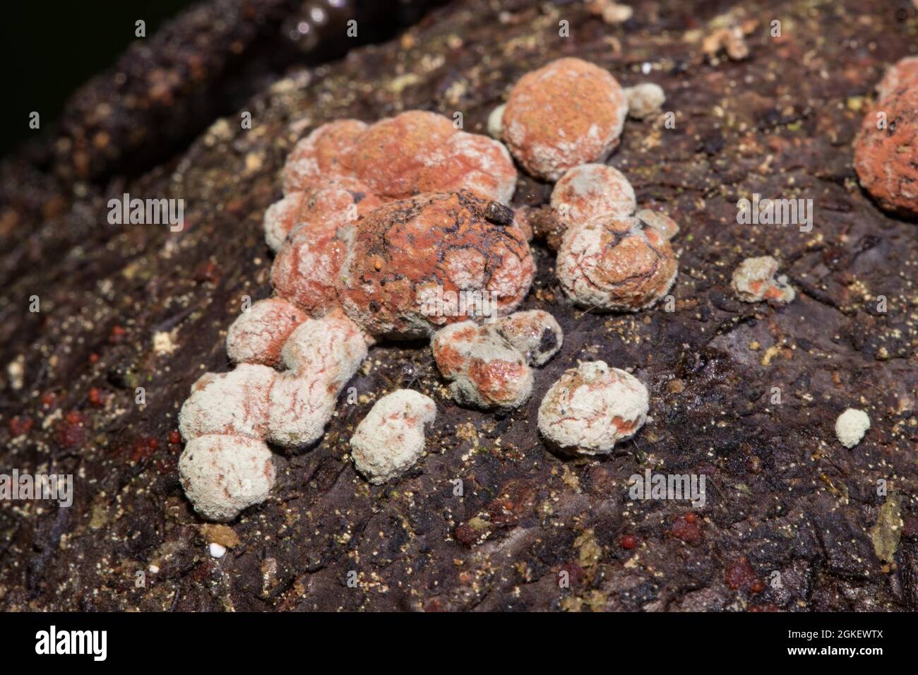 Beech (Hypoxylon fragiforme) woodwart Stock Photo - Alamy