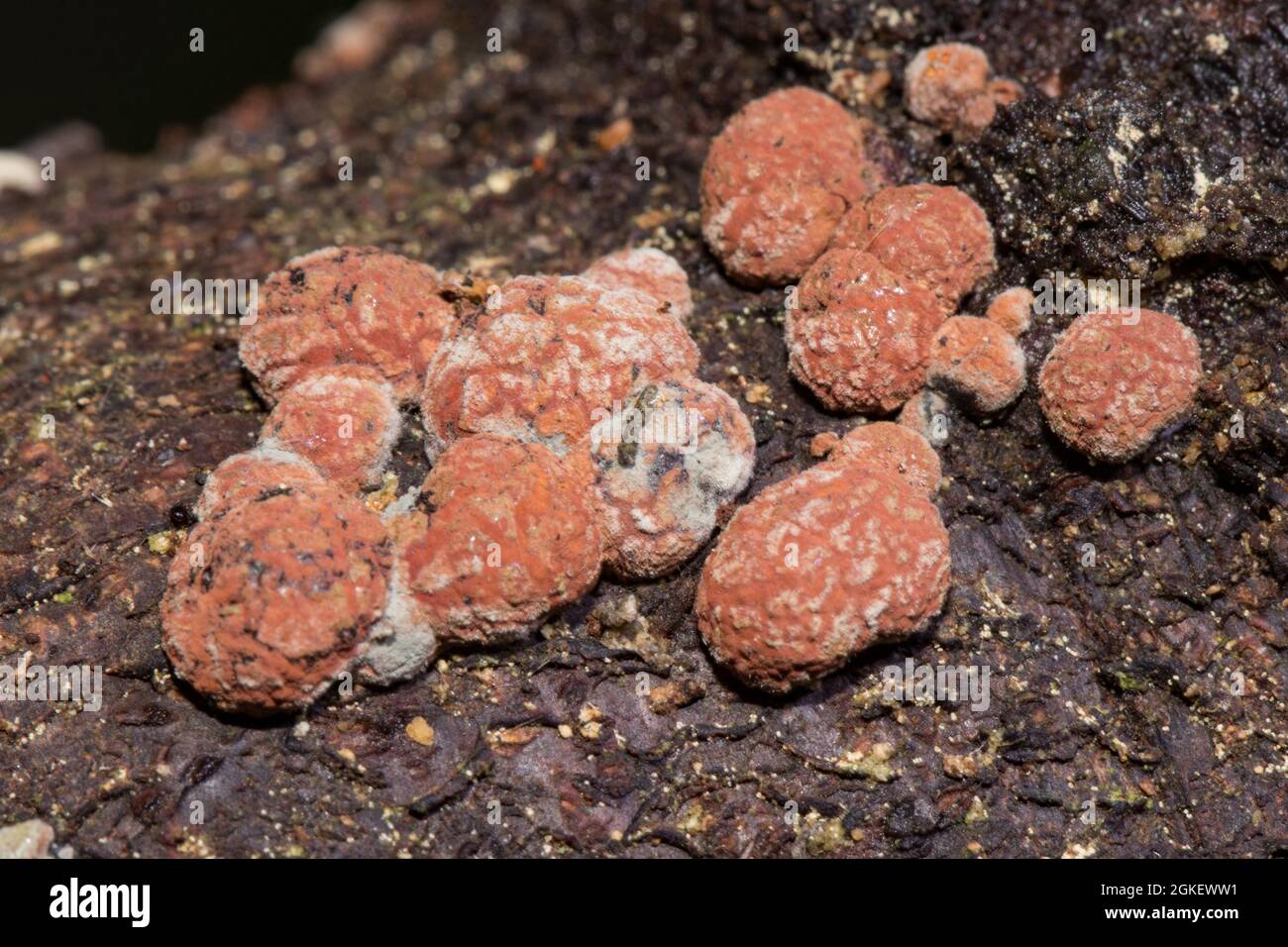 Beech woodwart fungus hi-res stock photography and images - Alamy