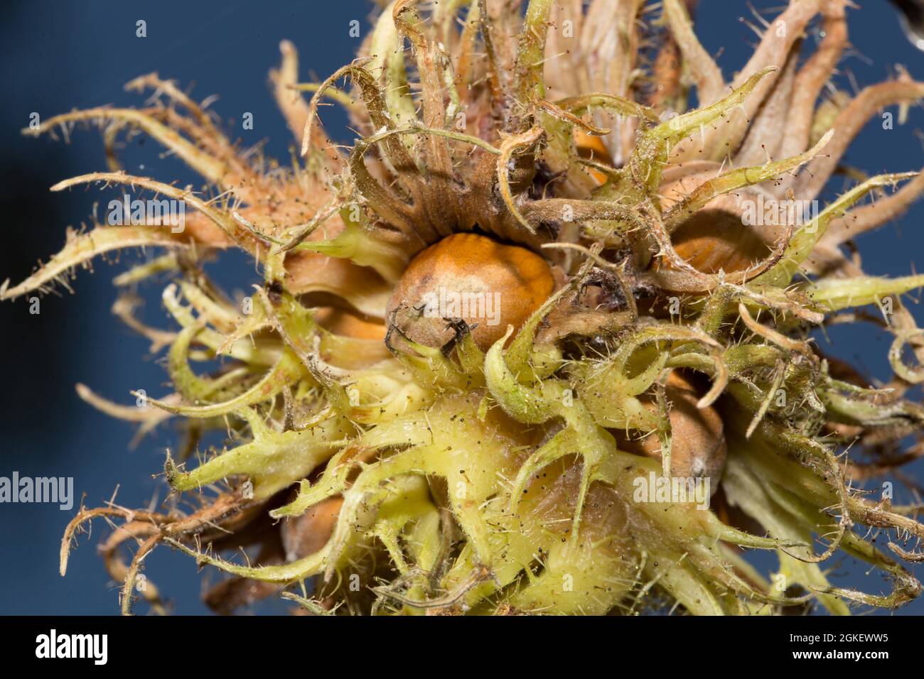 Turkish hazel (Corylus colurna Stock Photo - Alamy