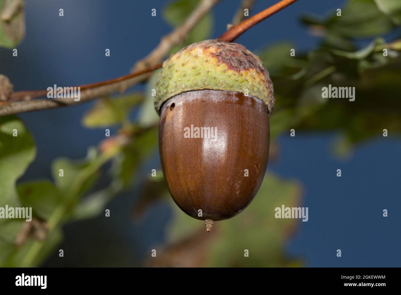Acorn plant hi-res stock photography and images - Alamy