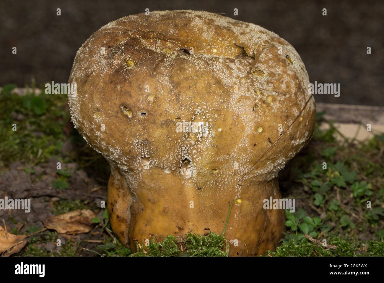 Spongehead hi-res stock photography and images - Alamy