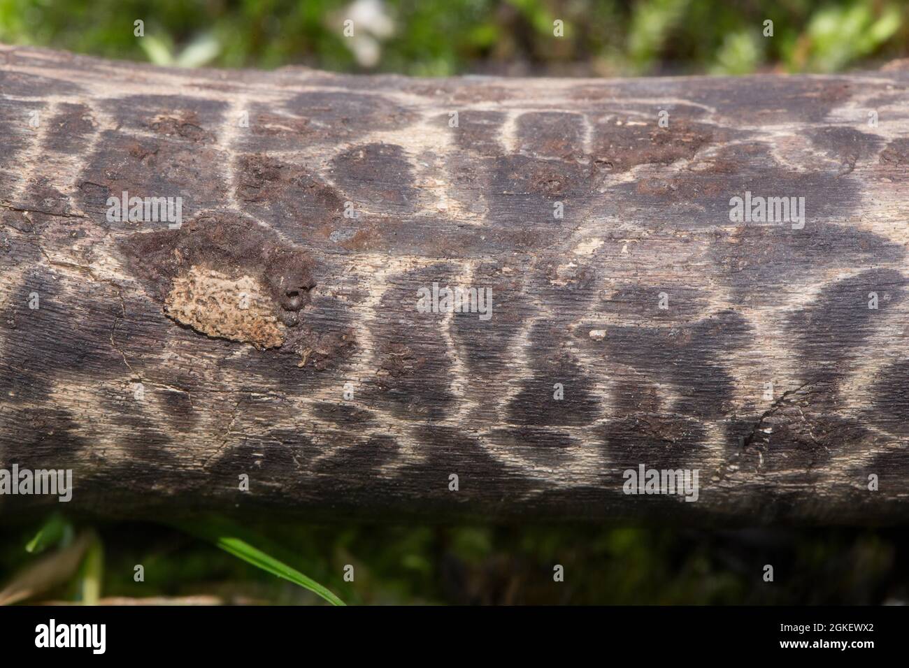 Giraffe wood, tree bark (Xylaria Stock Photo - Alamy