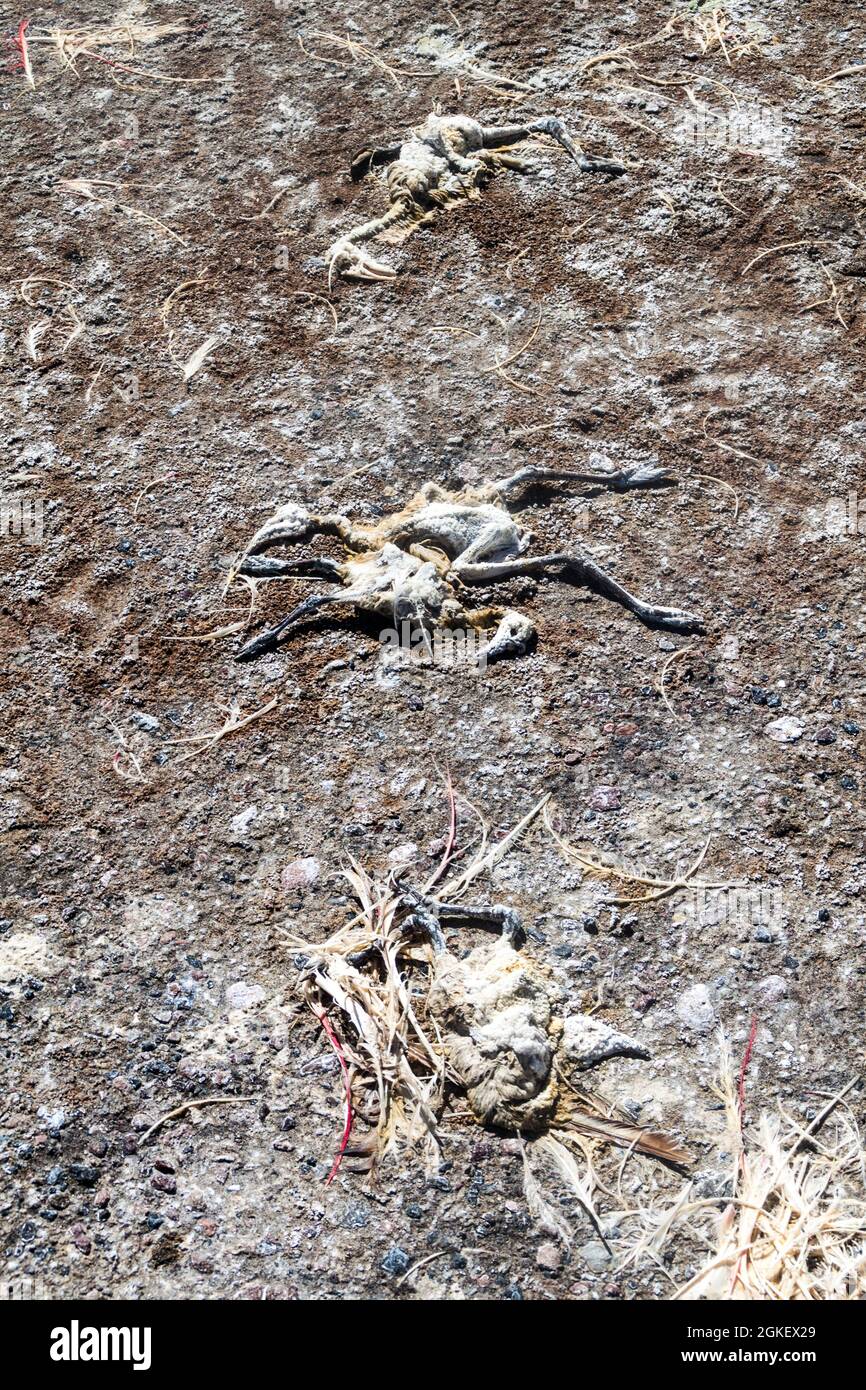 Dead flamingos on a coast of Laguna Colorada lake on bolivian Altiplano ...