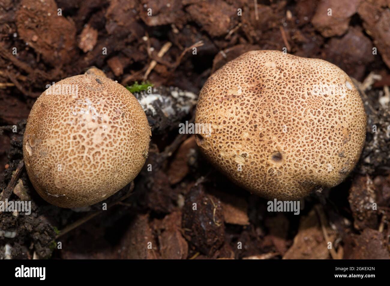 Leopard Earthball fungus (Scleroderma areolatum Stock Photo - Alamy