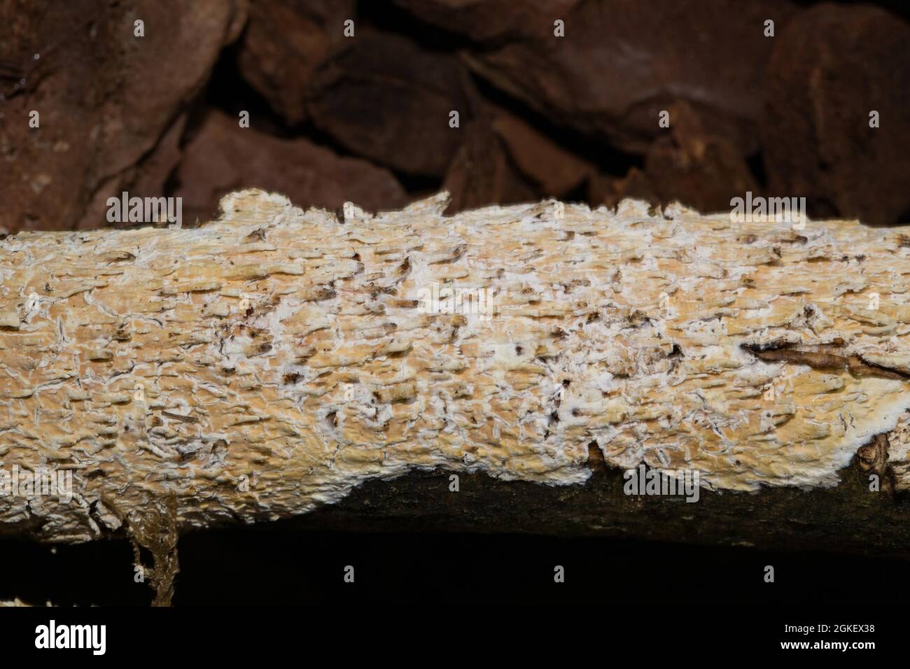 Toothed crust (Hyphoderma radula) lichen Stock Photo - Alamy