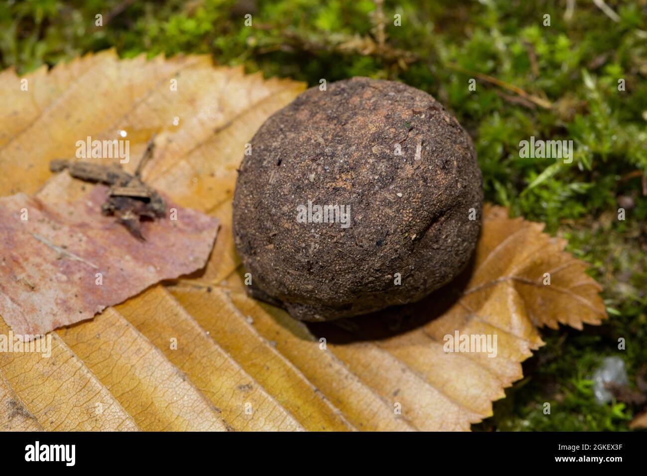 False Truffle fungus (Elaphomyces granulatus Stock Photo - Alamy
