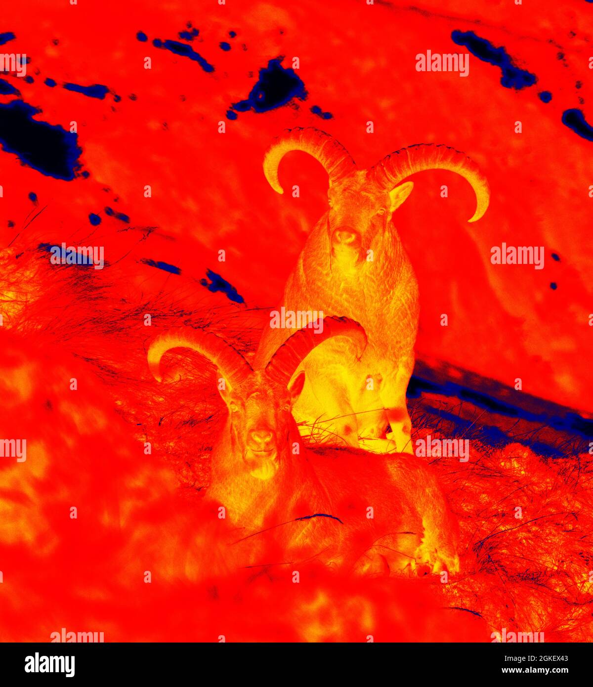 Caucasian wild goat (Capra caucasica). Scanning the animal's body ...
