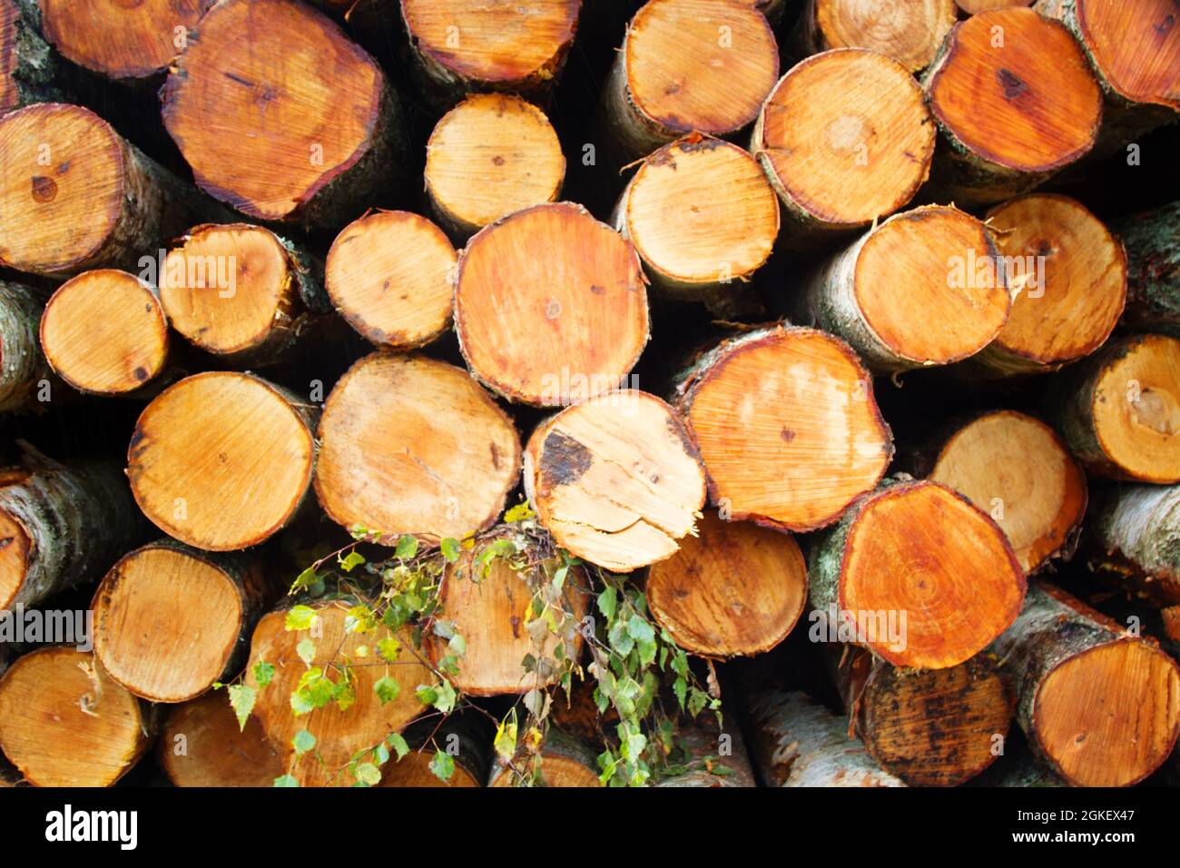 Stacks of logs of birch (woodpile, stacking of round wood). Timber ...