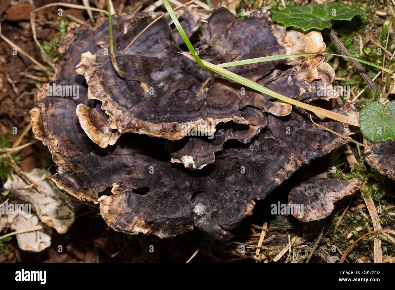 Grey tooth fungus (Phellodon melaleucus Stock Photo - Alamy