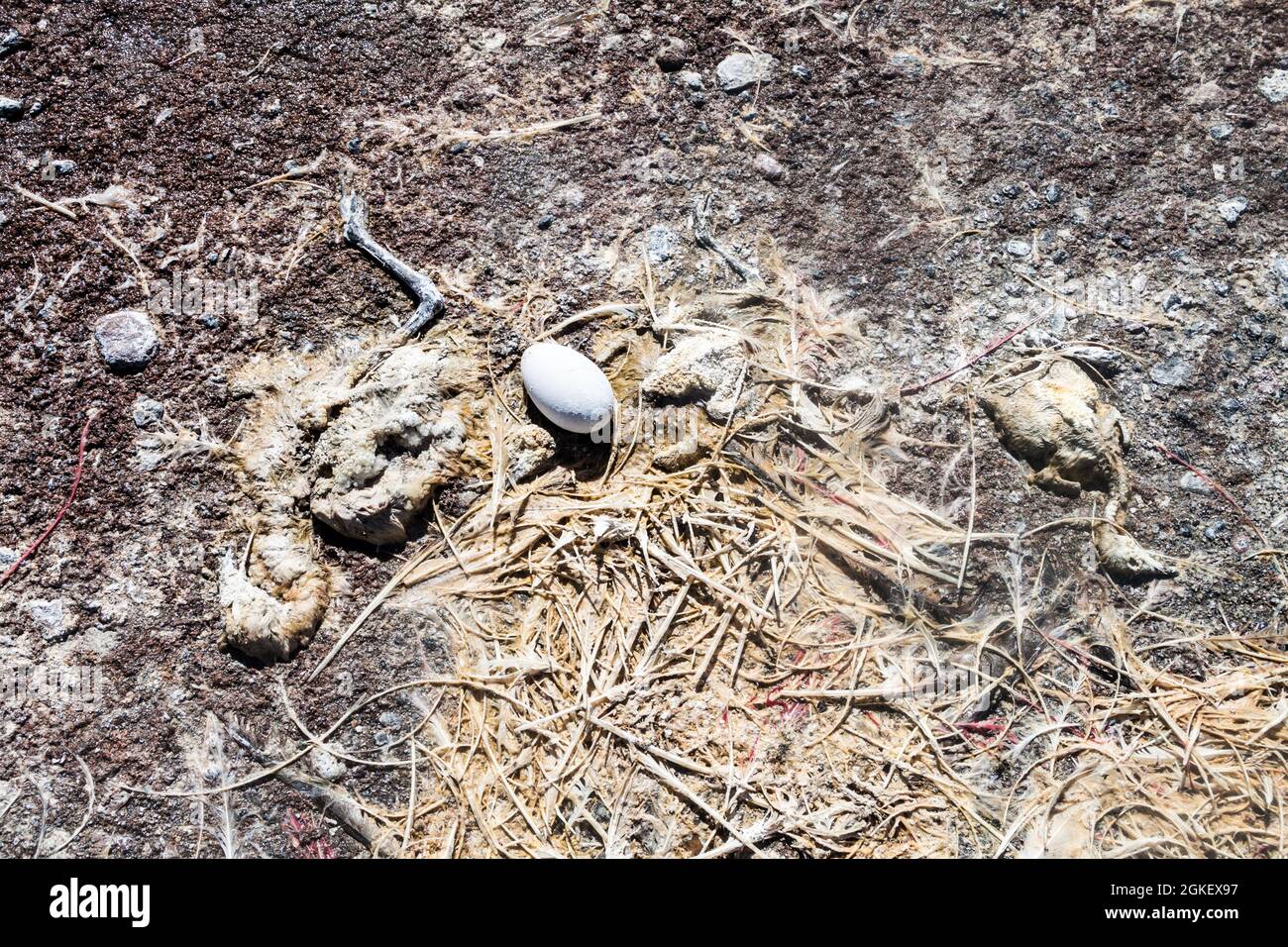 Dead Flamingo High Resolution Stock Photography and Images - Alamy