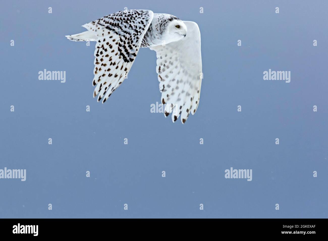 Snowy owl (Bubo scandiacus) in flight, Lanaudiere region, Quebec ...
