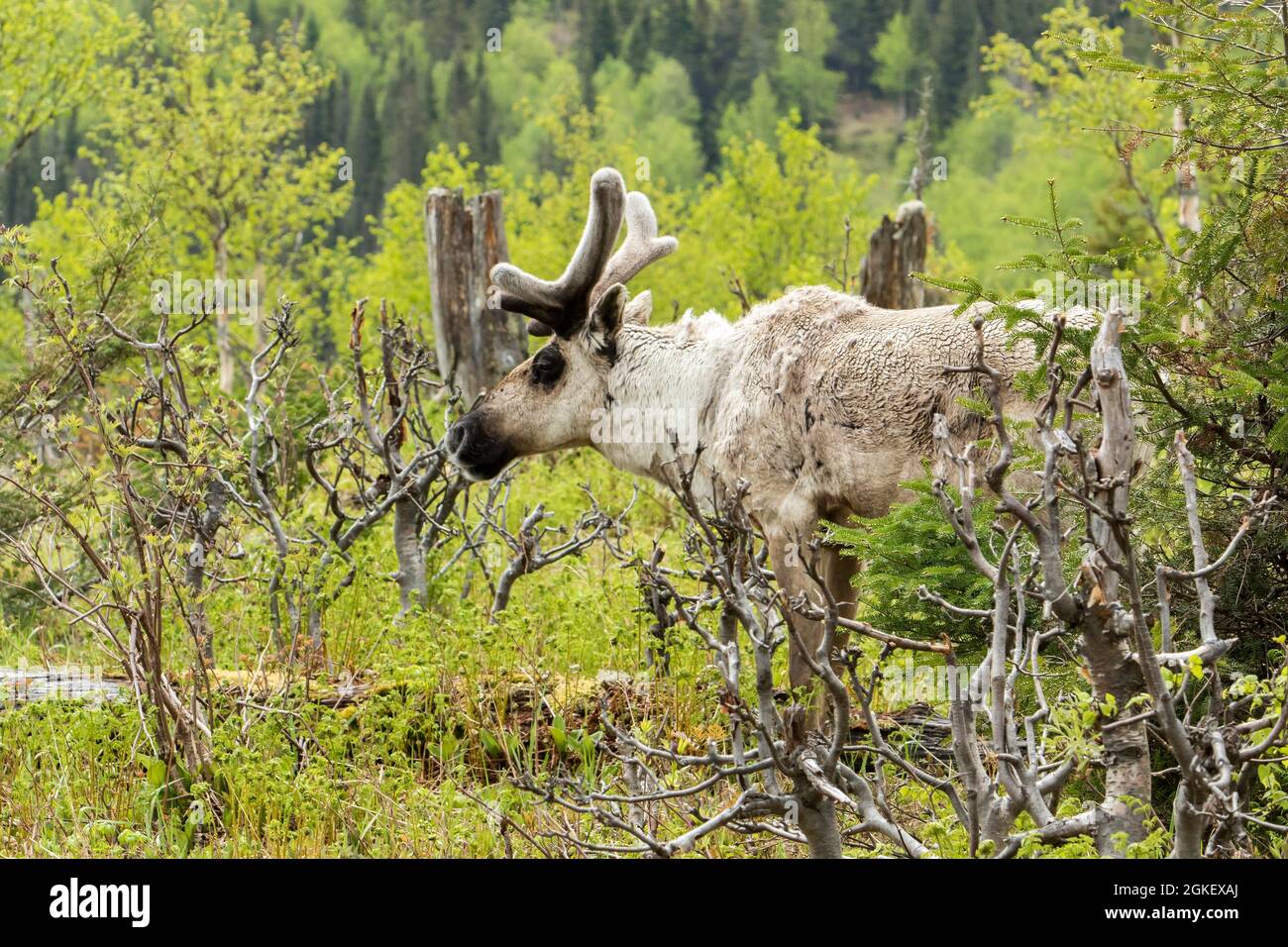 Caribou, caribou, deer, ungulates, even-toed ungulates, mammals ...