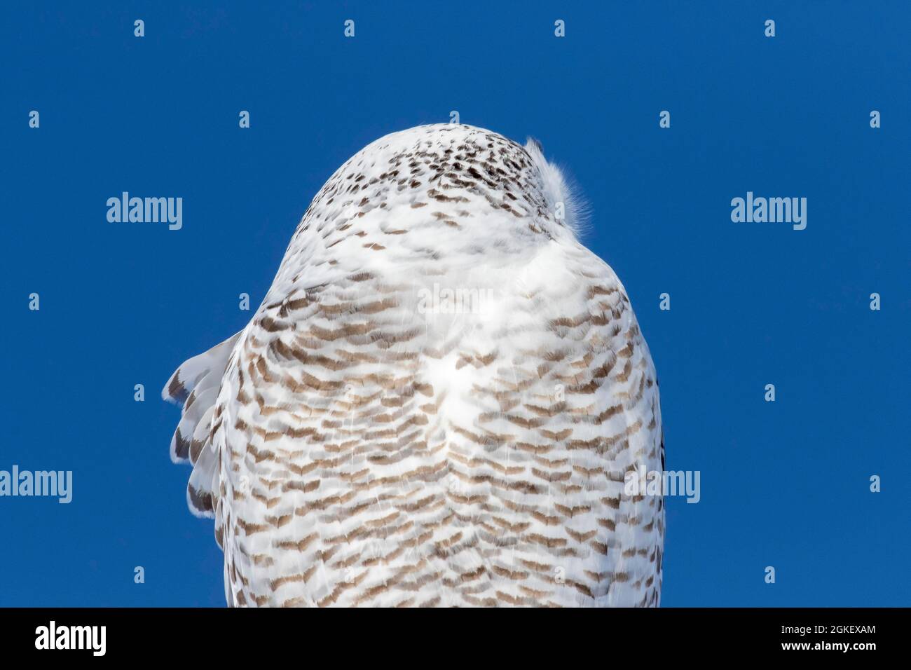 Snowy owl (Bubo scandiacus) on a pole, Lanaudiere region, Quebec ...