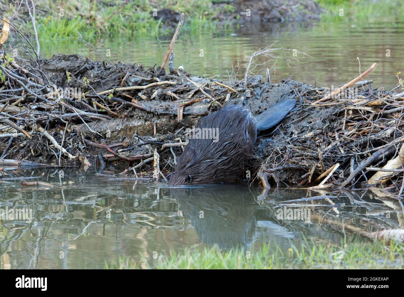 Canadian beaver, Canadian beaver (Castor fiber canadensis), Canadian ...