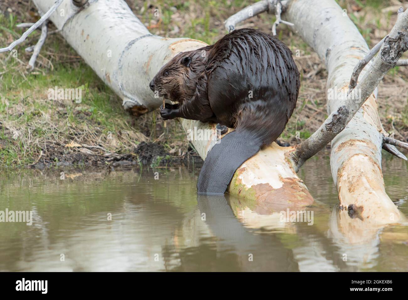 Canadian beaver, Canadian beaver (Castor fiber canadensis), Canadian ...