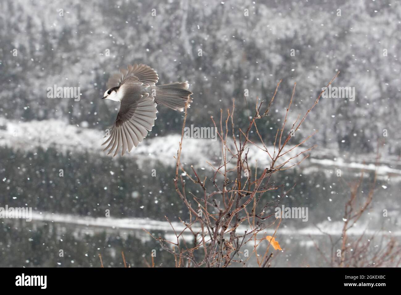 Eurasian Eurasian Eurasian Eurasian Eurasian Eurasian Eurasian Eurasian ...