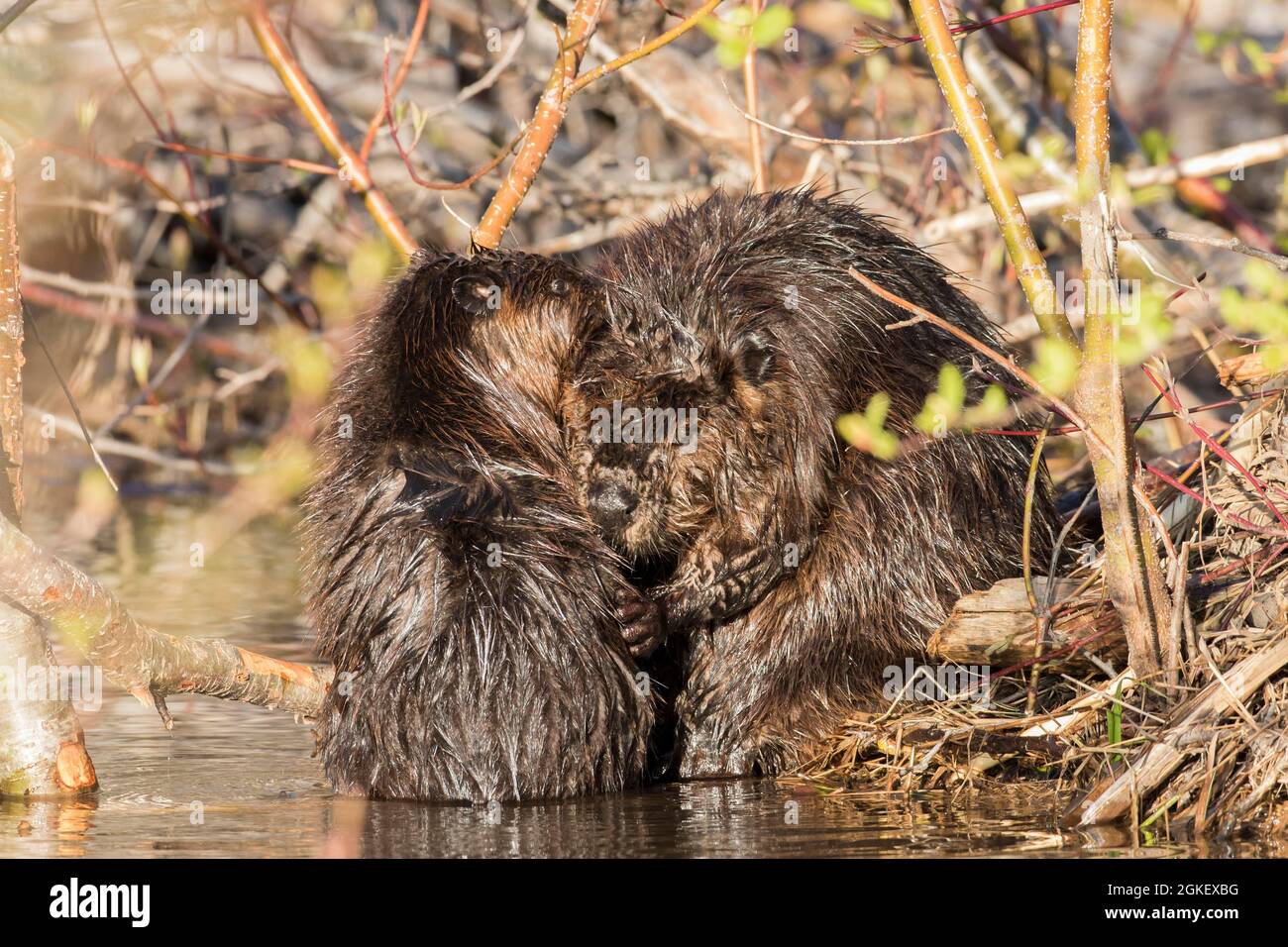 Canadian beaver, Canadian beaver (Castor fiber canadensis), Canadian ...