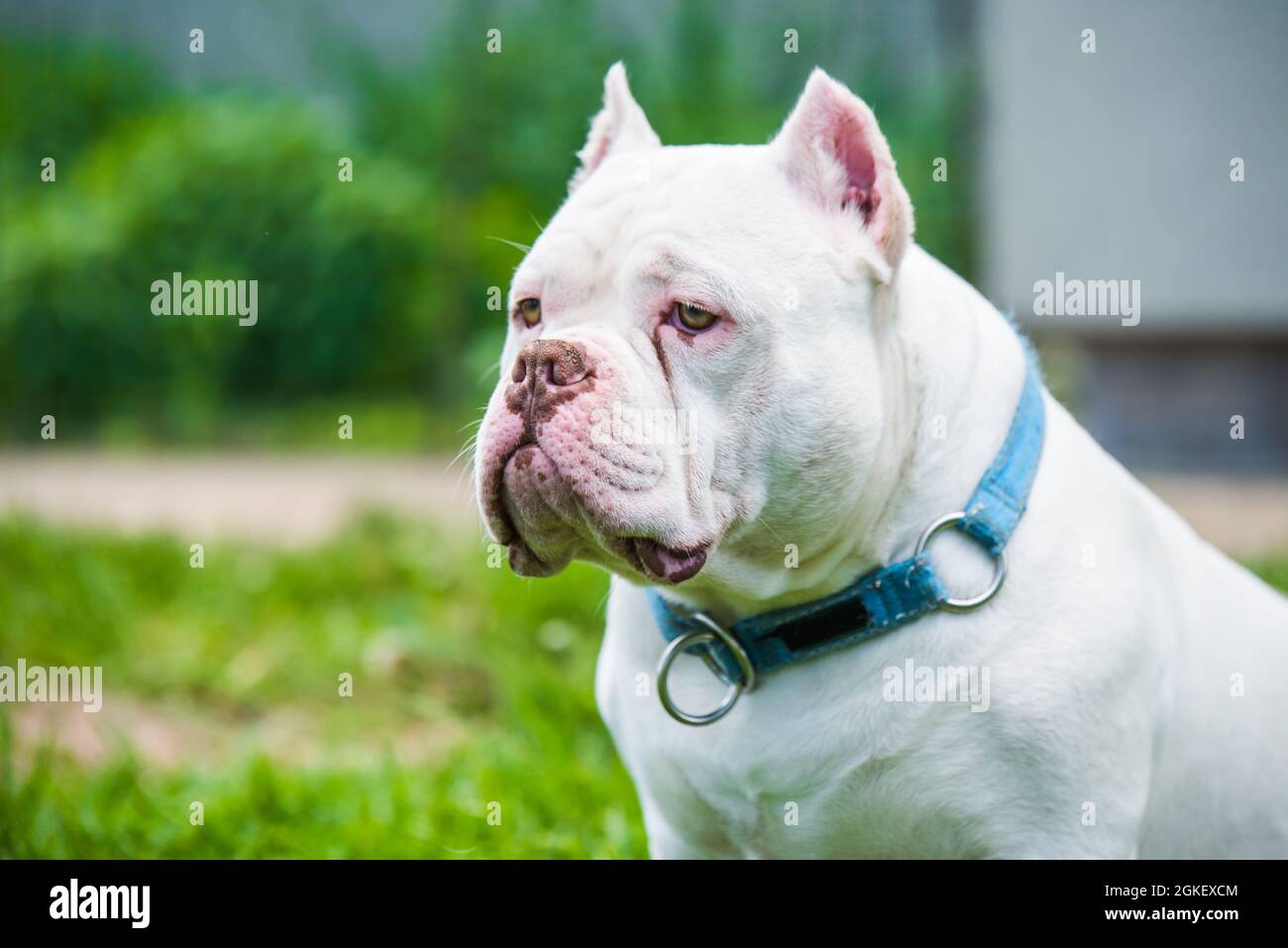 American Bully dog male closeup portrait outside Stock Photo - Alamy